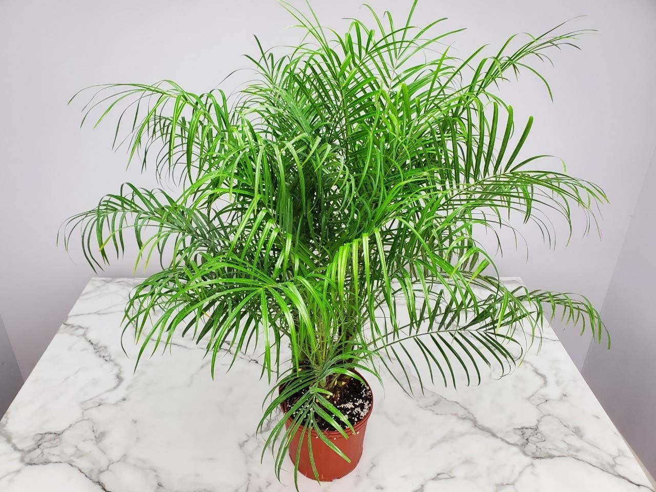 Flower Beds Rules Com. Prop. Altea la Nova